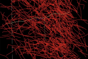 MIT's New Open-Source Tool Aims to Untangle Brain Complexity - India Telecom News