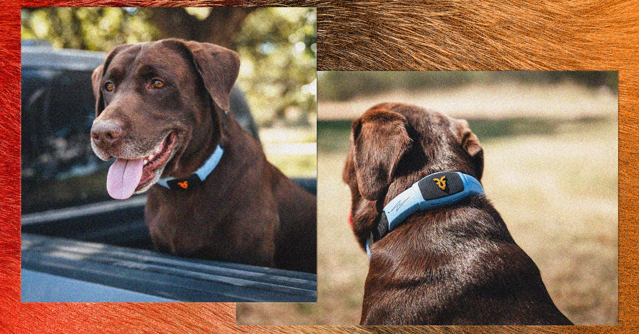 This Talking Pet Collar Acts Like a Chatbot for Your Dog - India ...